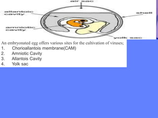 Embryonated chicken egg.pdf