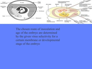 Embryonated chicken egg.pdf