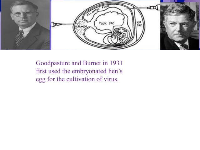 Embryonated chicken egg.pdf