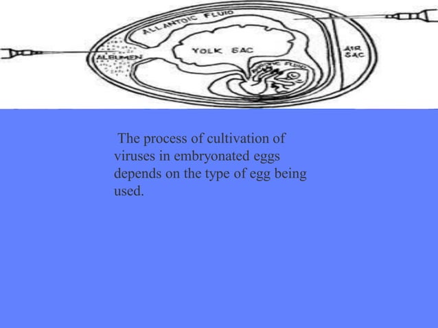 Embryonated chicken egg.pdf