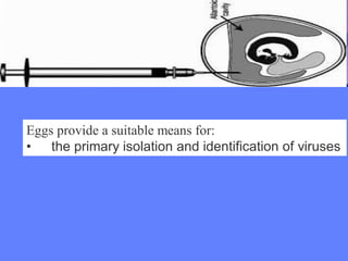 Embryonated chicken egg.pdf