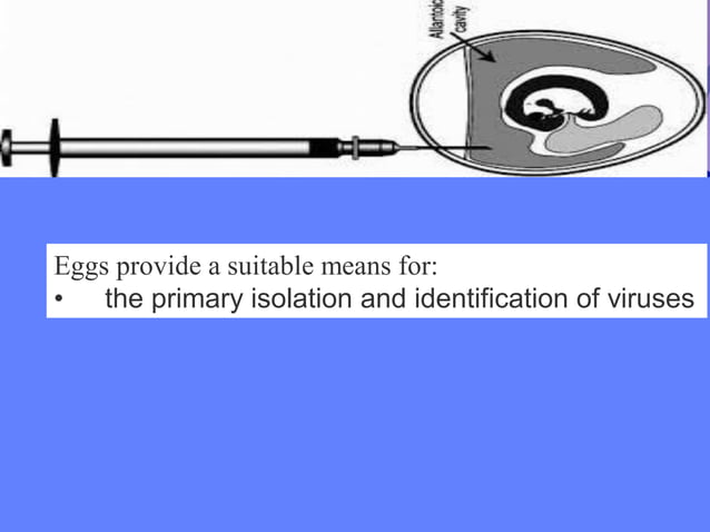 Embryonated chicken egg.pdf
