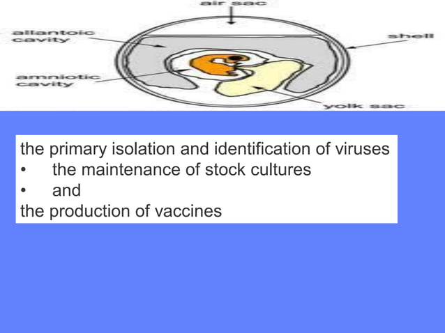 Embryonated chicken egg.pdf