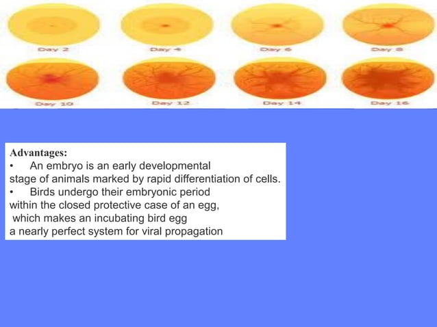 Embryonated chicken egg.pdf