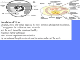 Embryonated chicken egg.pdf