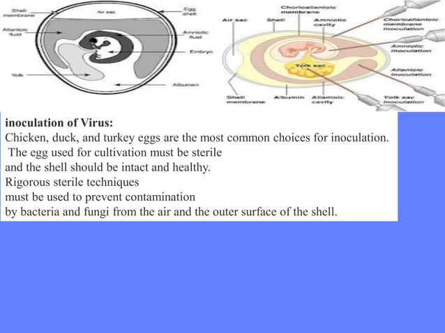 Embryonated chicken egg.pdf