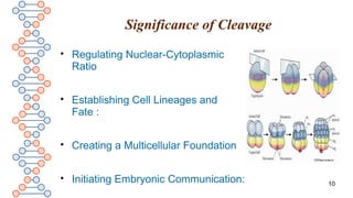 Embryonic-Cell-Division-Cleavage-and-Its-Types.pptx