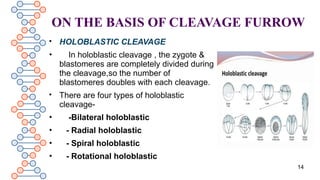 Embryonic-Cell-Division-Cleavage-and-Its-Types.pptx