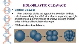 Embryonic-Cell-Division-Cleavage-and-Its-Types.pptx