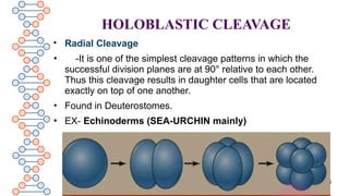 Embryonic-Cell-Division-Cleavage-and-Its-Types.pptx
