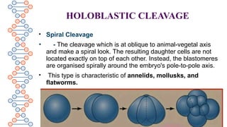 Embryonic-Cell-Division-Cleavage-and-Its-Types.pptx