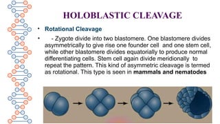 Embryonic-Cell-Division-Cleavage-and-Its-Types.pptx