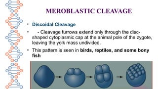 Embryonic-Cell-Division-Cleavage-and-Its-Types.pptx