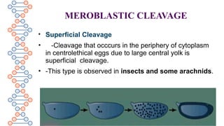Embryonic-Cell-Division-Cleavage-and-Its-Types.pptx