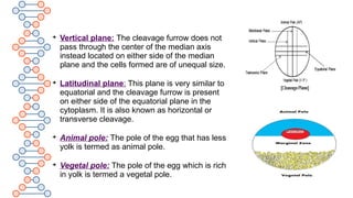 Embryonic-Cell-Division-Cleavage-and-Its-Types.pptx