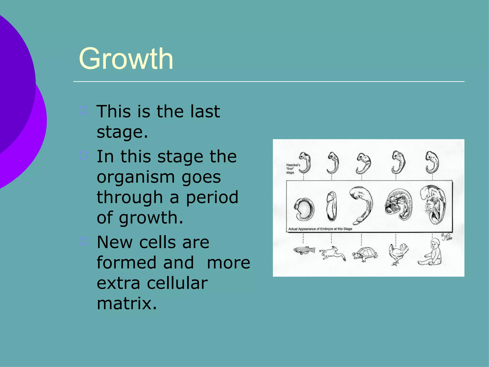 Embryonic Development | PPT