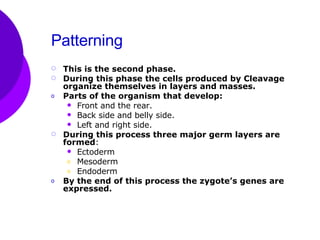 Embryonic Development | PPT