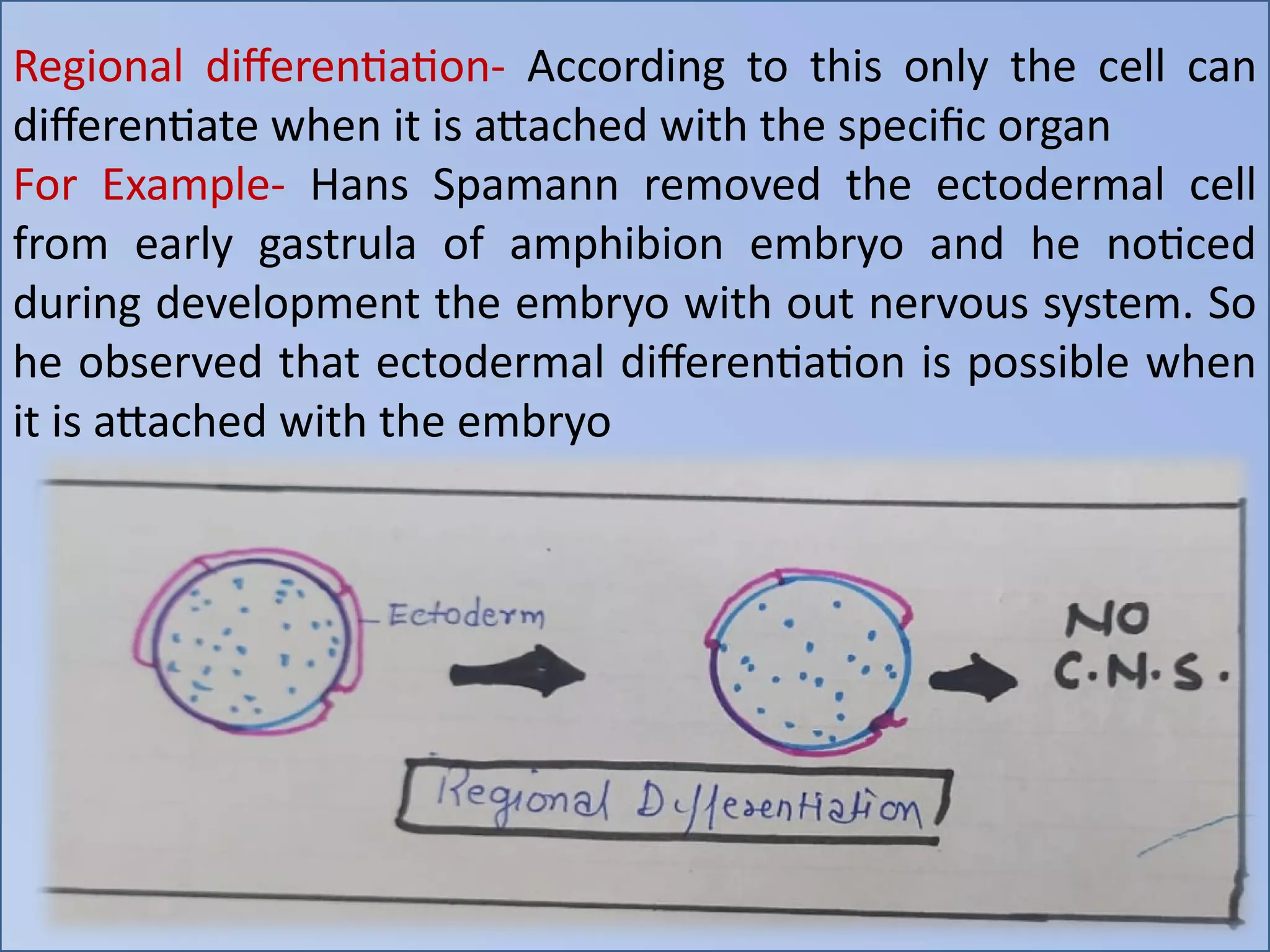 embryonic-induction.pdf