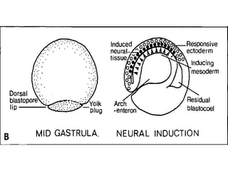 embryonic-induction.pdf