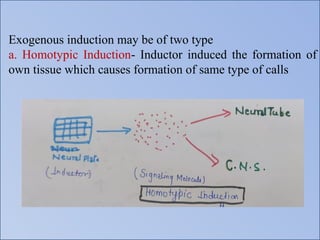 embryonic-induction.pdf