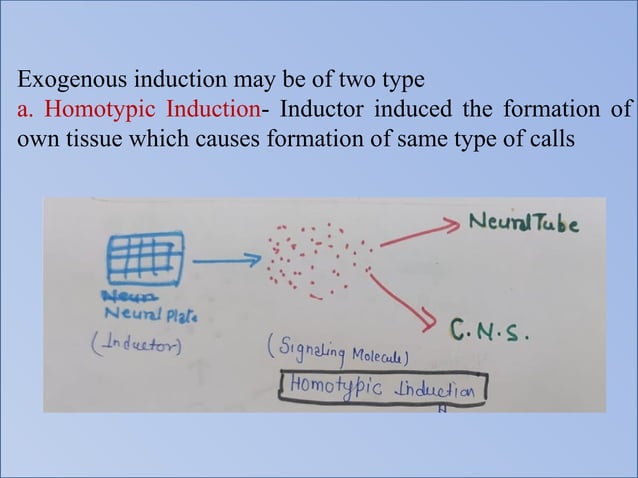 embryonic-induction.pdf | Biological Sciences | Science