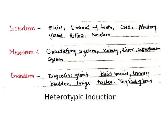 embryonic-induction.pdf | Biological Sciences | Science