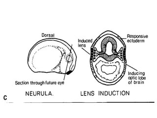 embryonic-induction.pdf