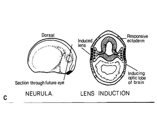 embryonic-induction.pdf | Biological Sciences | Science