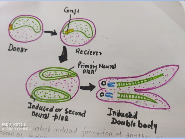 embryonic-induction.pdf | Biological Sciences | Science