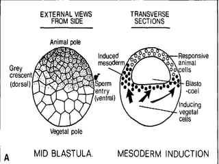 Embryonic Induction