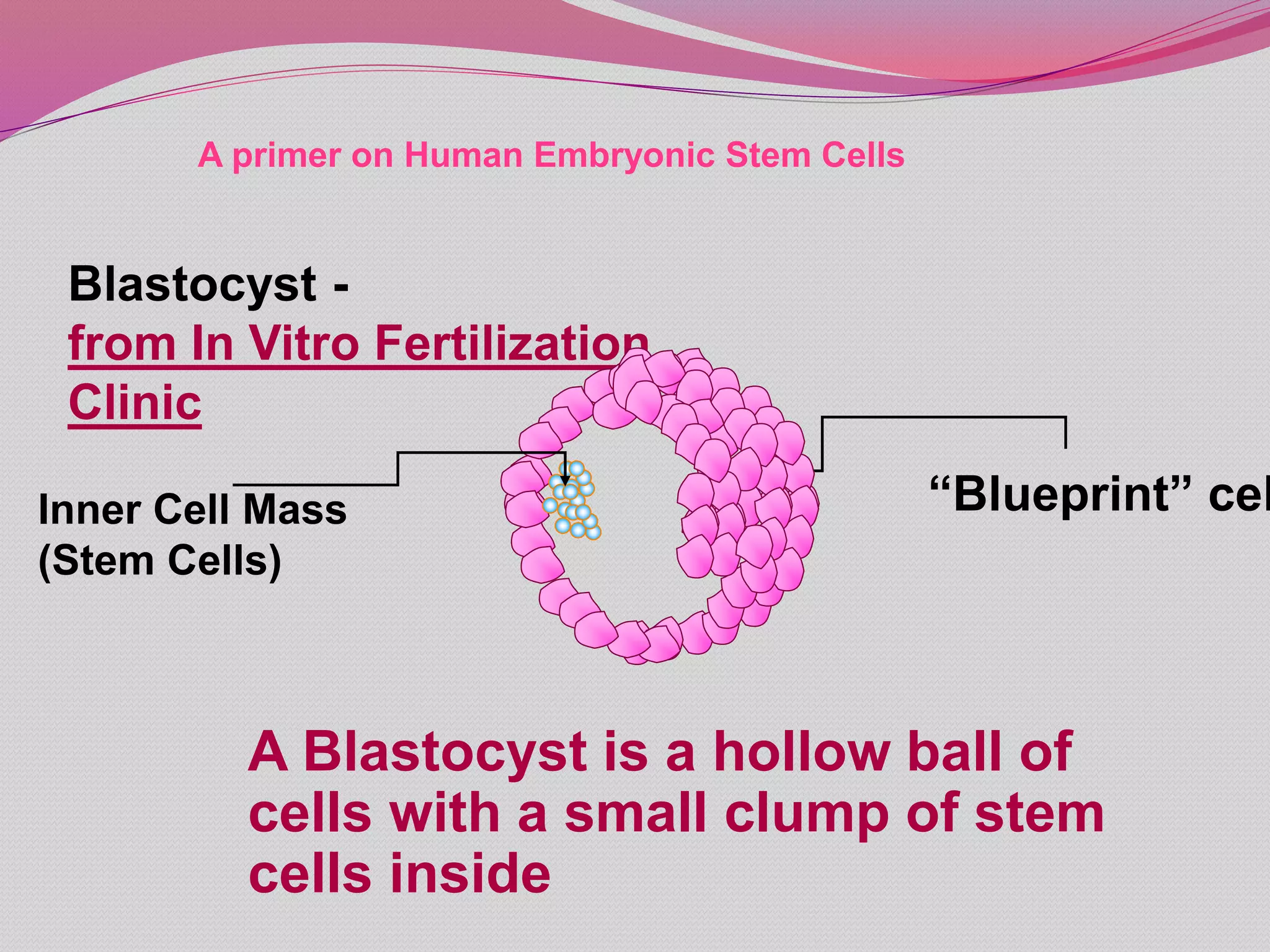 Embryonic stem culture | PPTX