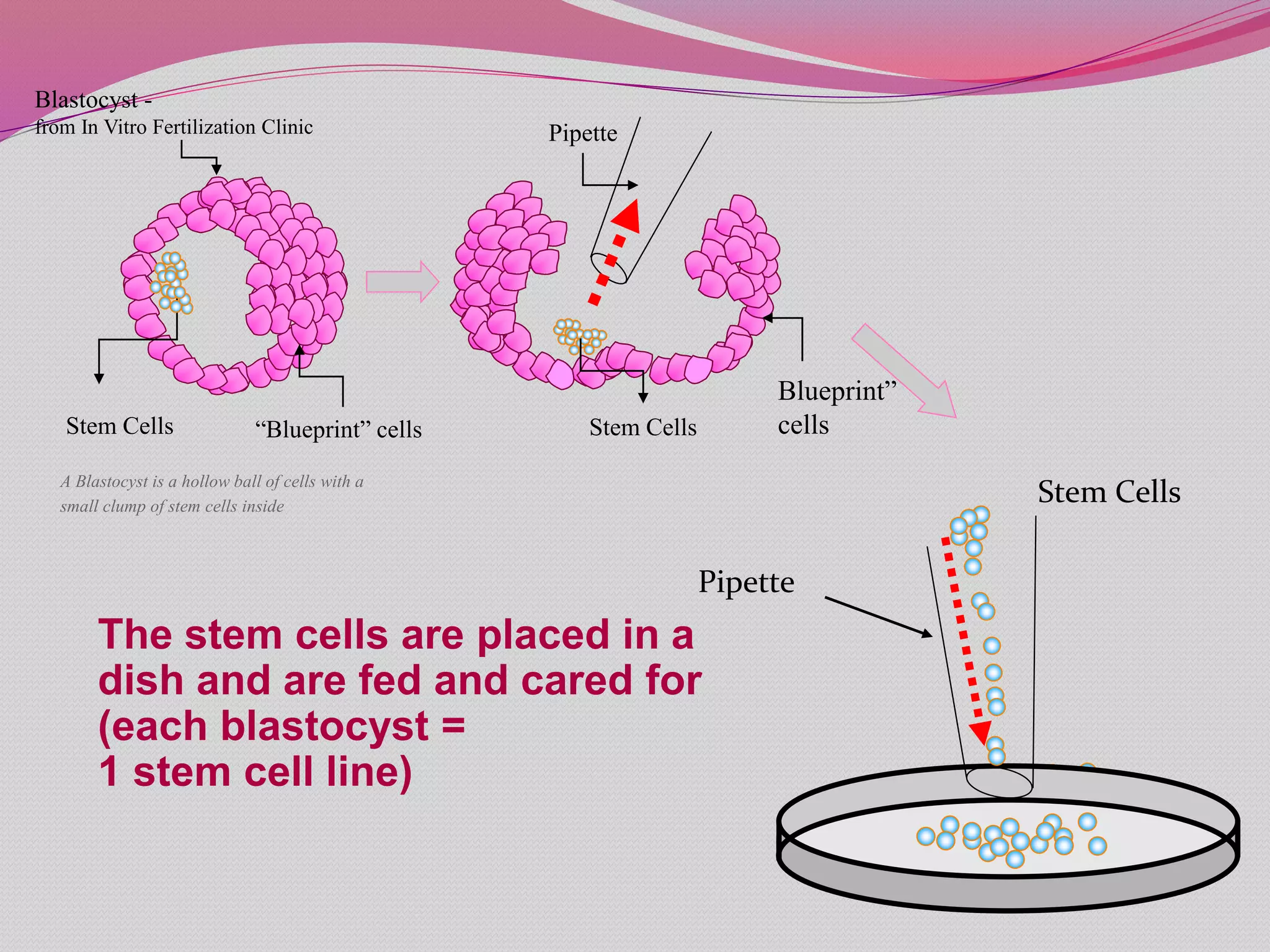 Embryonic stem culture | PPTX