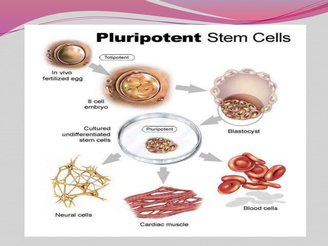 Embryonic stem culture | PPTX