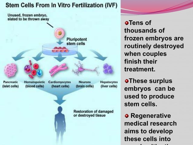 Embryonic stem culture | PPTX