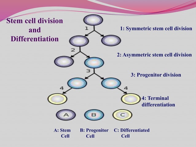 Embryonic stem culture | PPTX