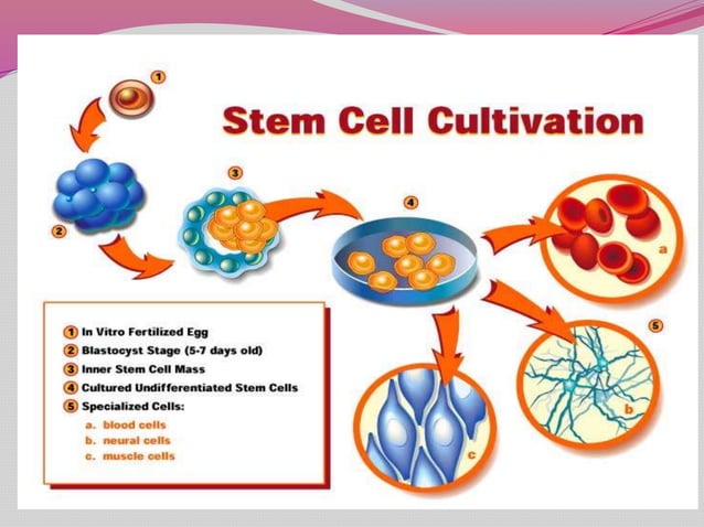 Embryonic stem culture | PPTX