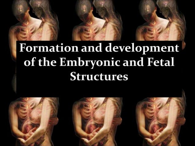 Embryonic and fetal growth and development | PPTX | Pregnancy ...