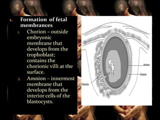 Embryonic and fetal growth and development | PPTX