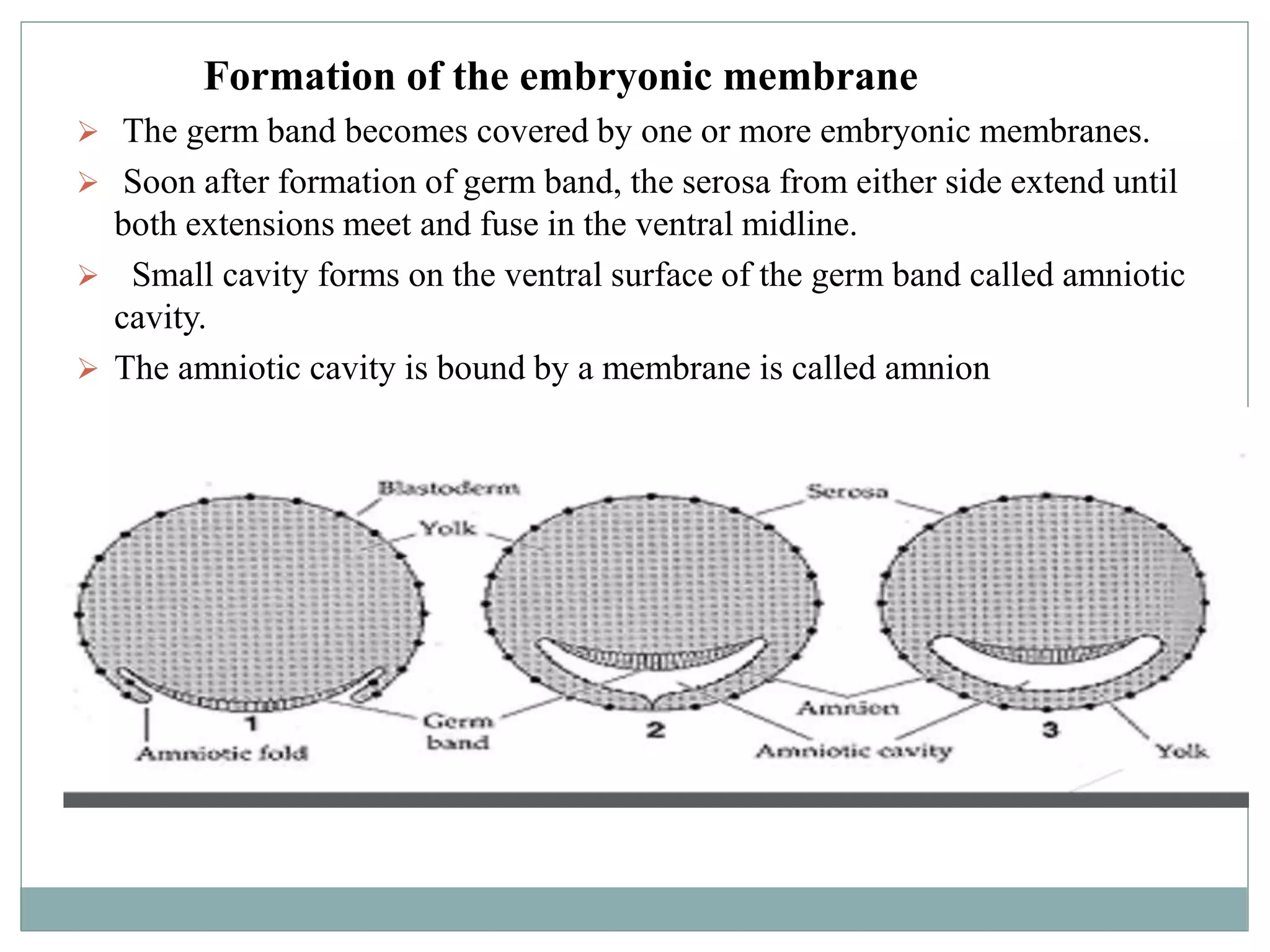 Embryonic and post embryonic development in insect | PPT