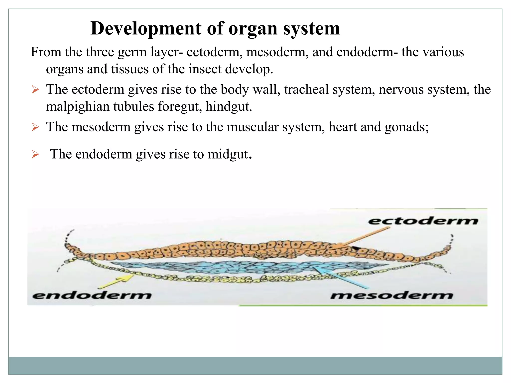 Embryonic and post embryonic development in insect | PPT