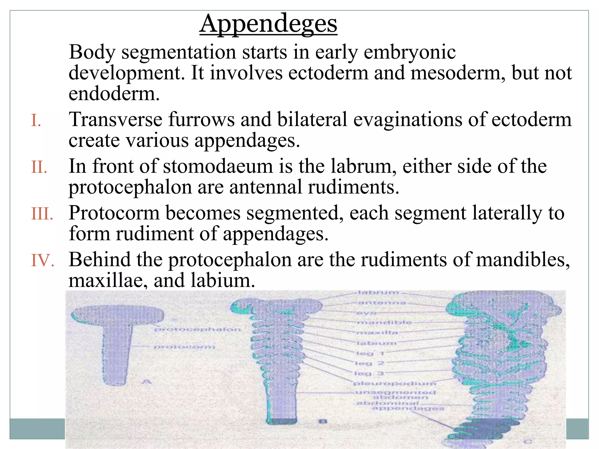 Embryonic and post embryonic development in insect | PPT