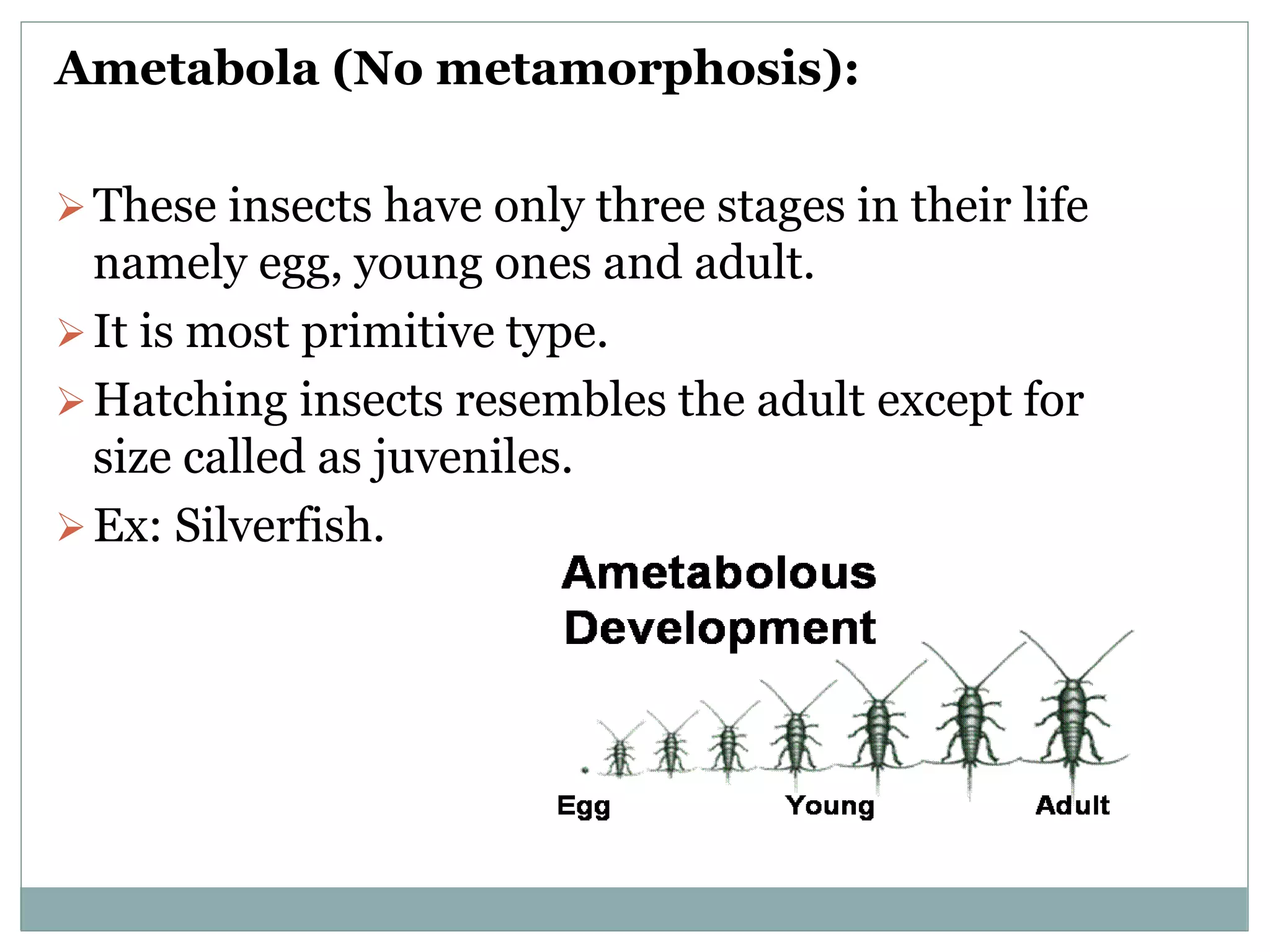 Embryonic and post embryonic development in insect | PPT