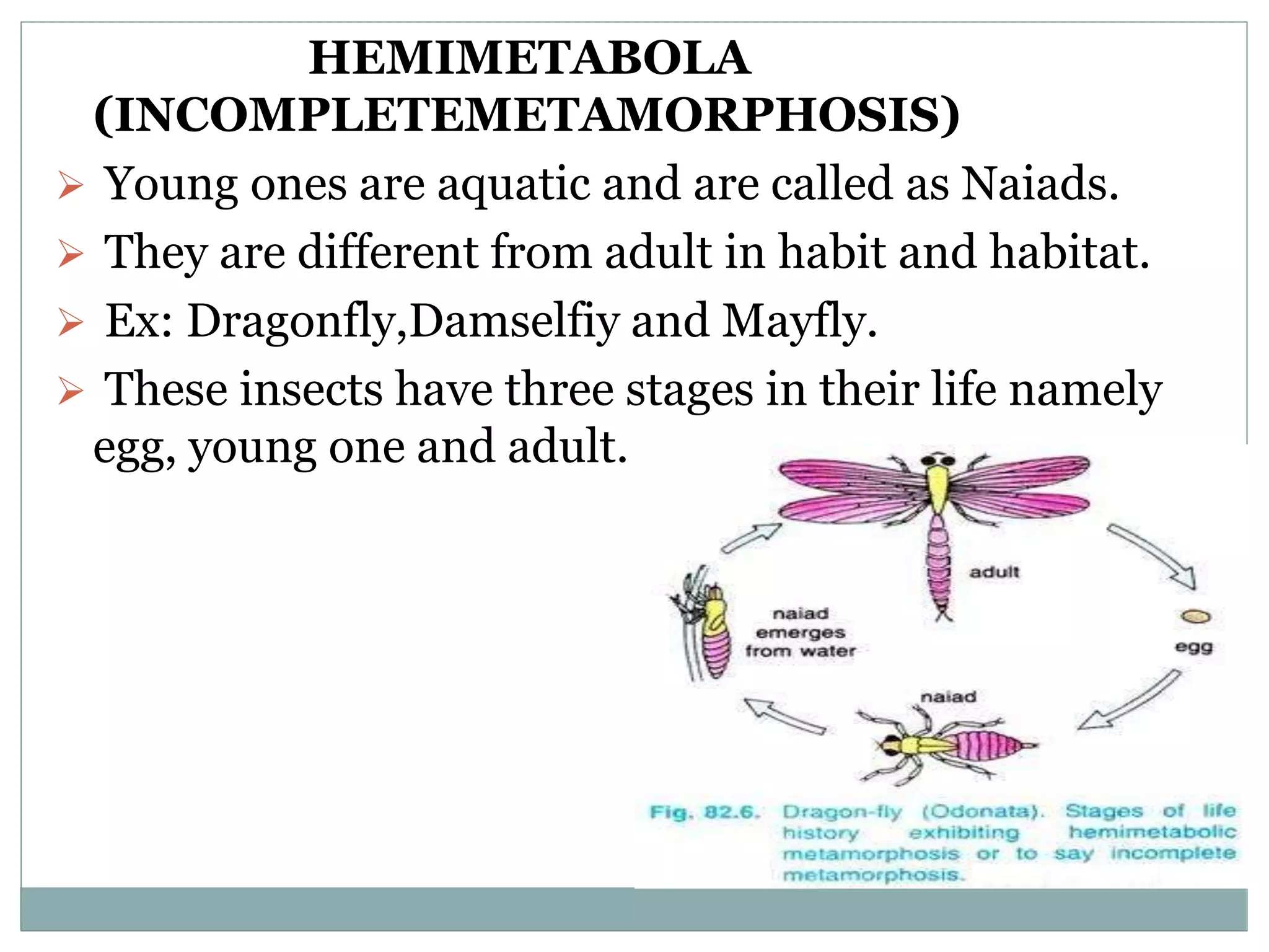 Embryonic and post embryonic development in insect | PPT