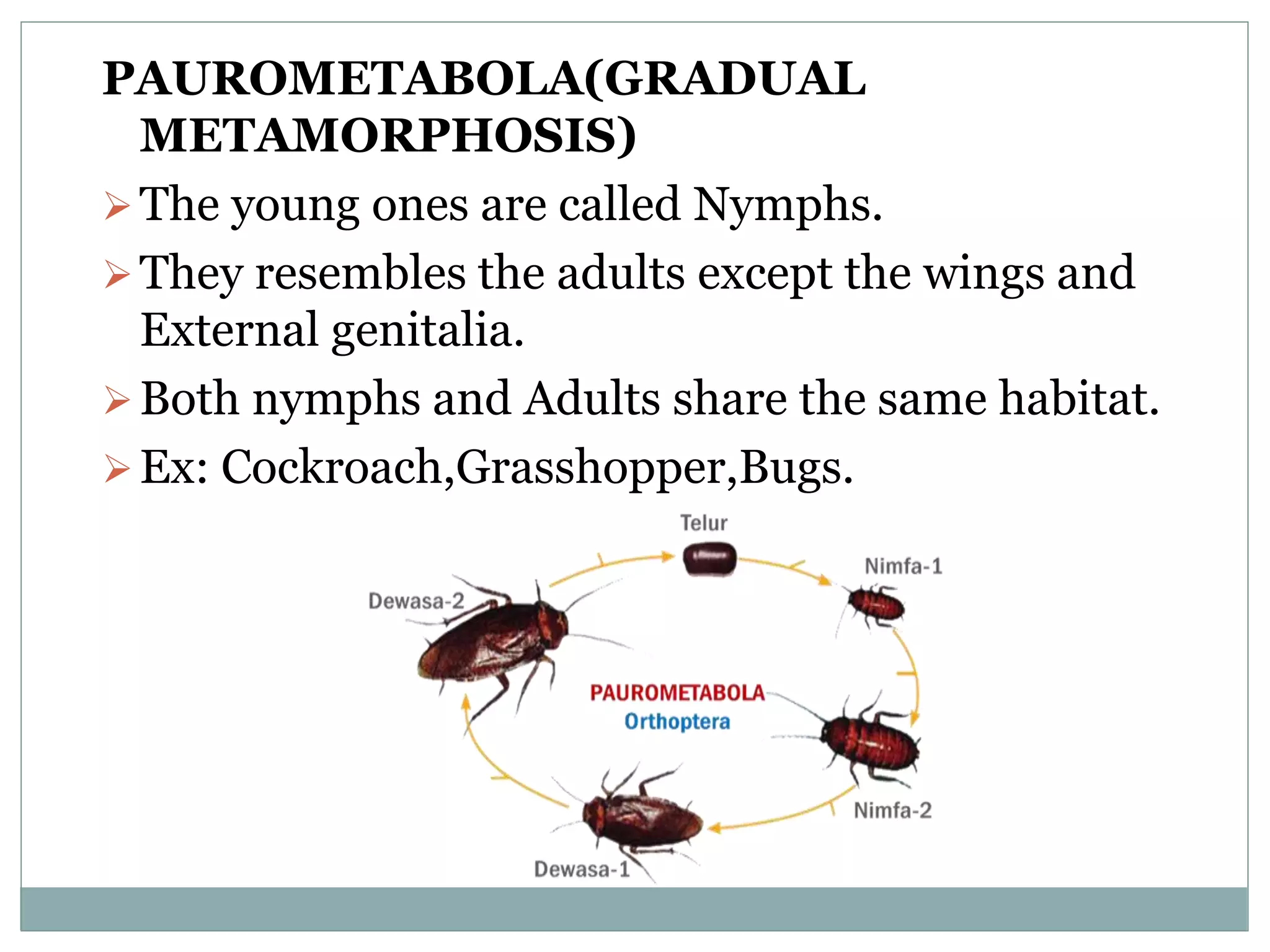 Embryonic and post embryonic development in insect | PPT