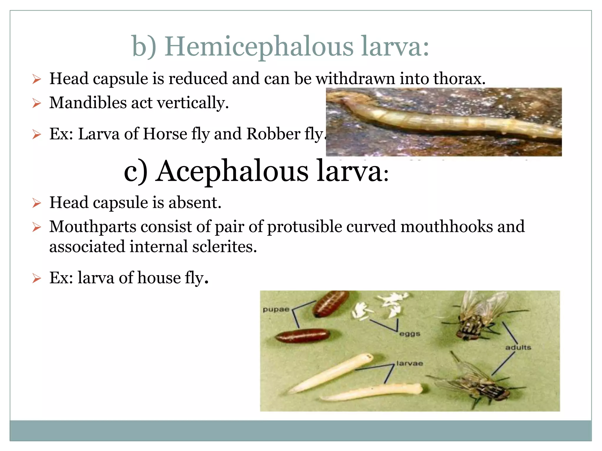 Embryonic and post embryonic development in insect | PPT