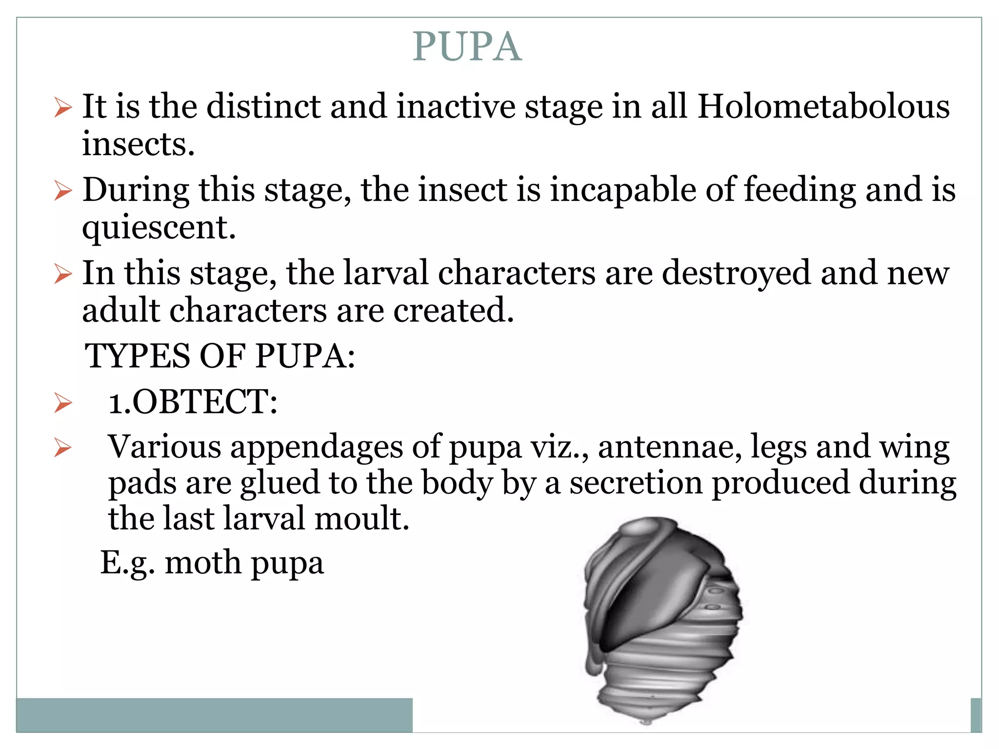 Embryonic and post embryonic development in insect | PPT