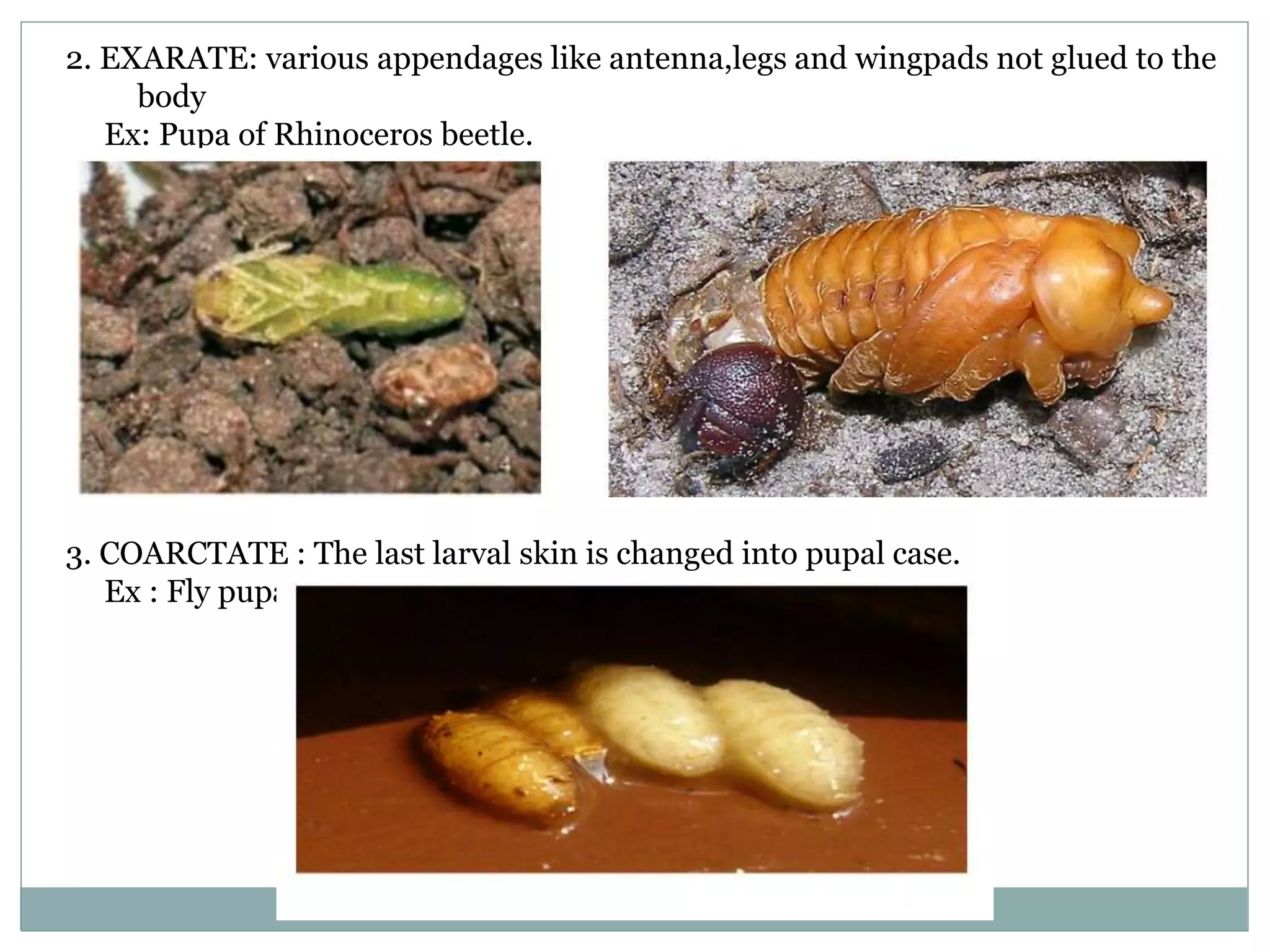 Embryonic and post embryonic development in insect | PPT