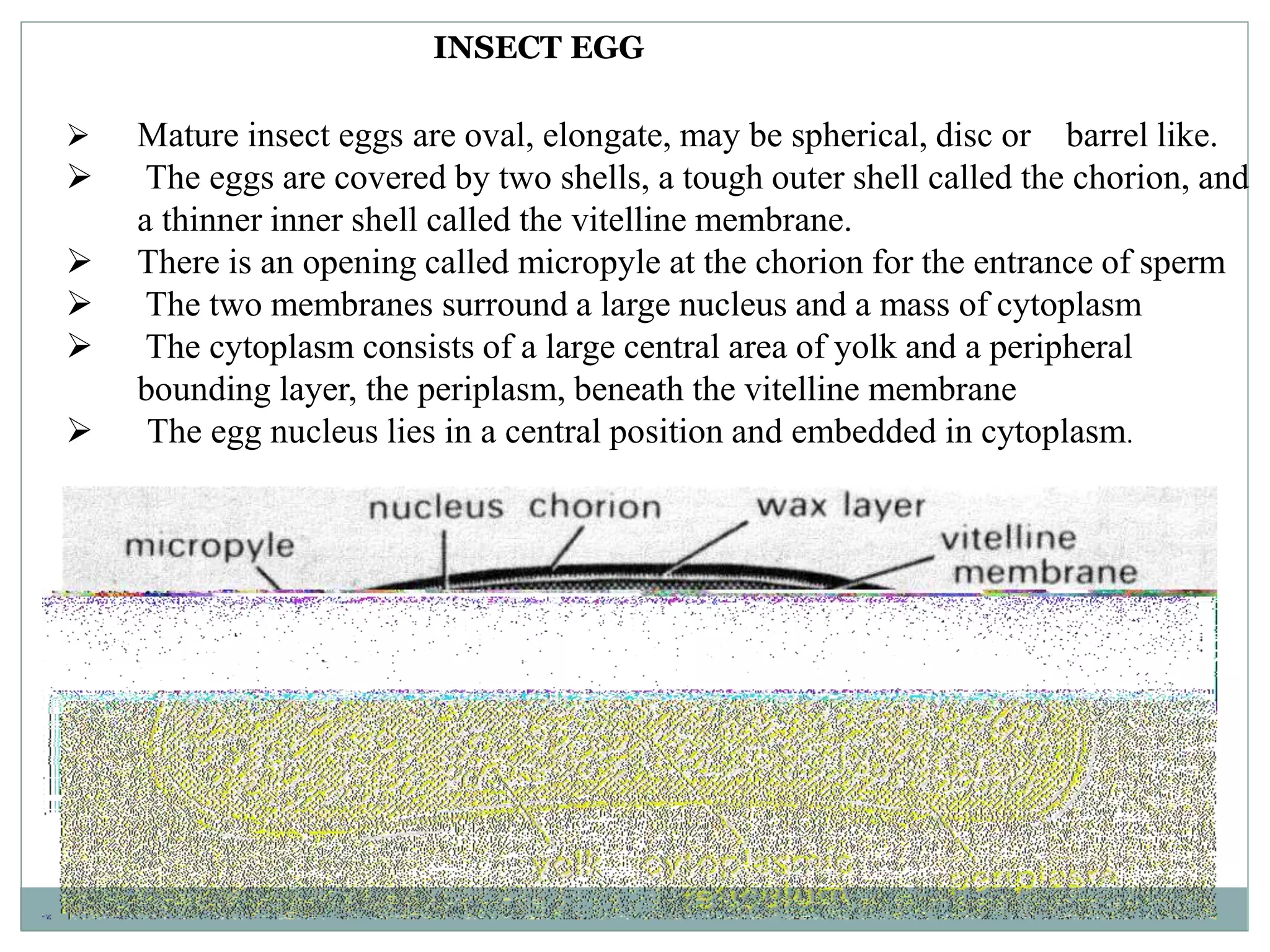 Embryonic and post embryonic development in insect | PPT