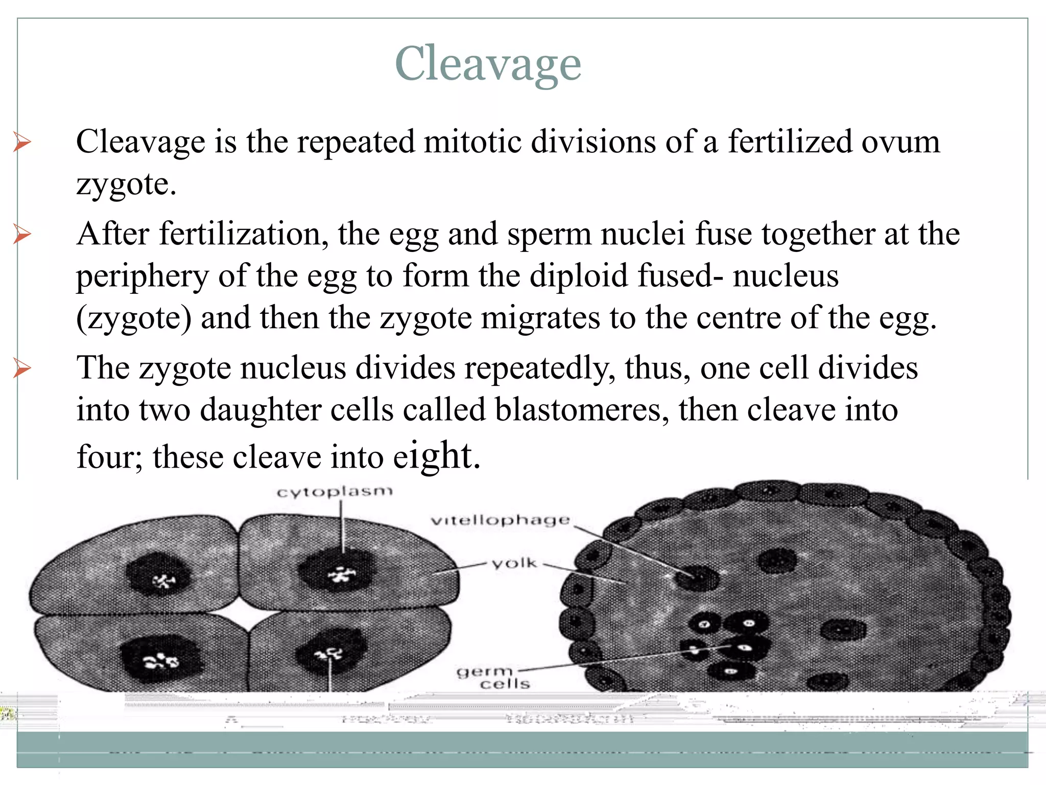 Embryonic and post embryonic development in insect | PPT