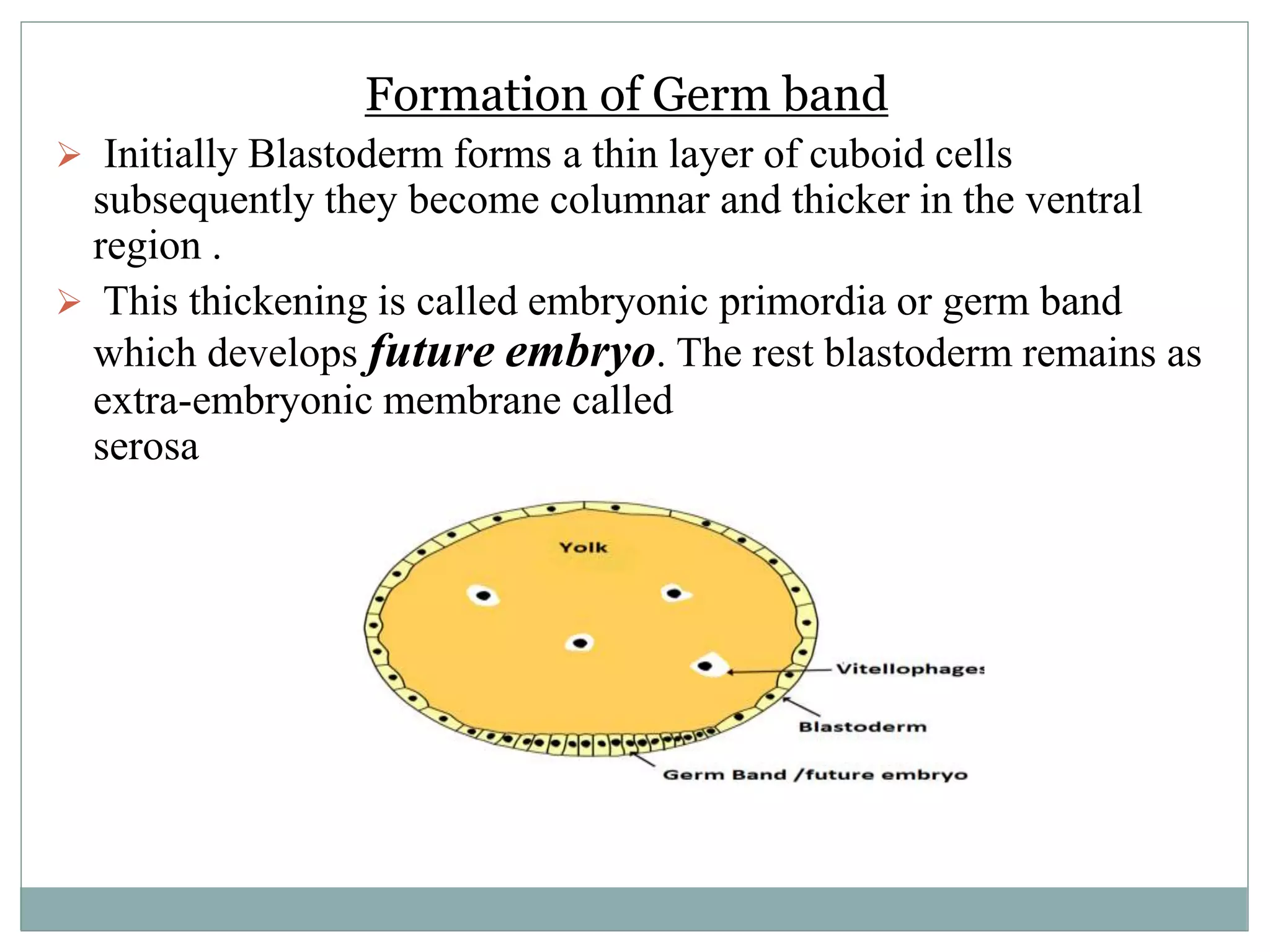 Embryonic and post embryonic development in insect | PPT